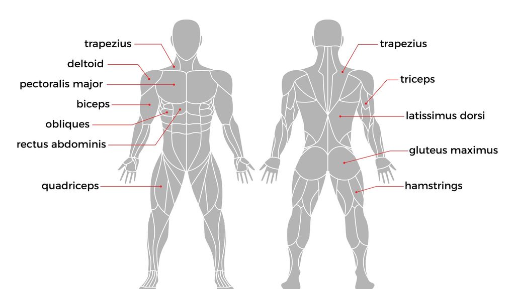 Pull-ups vs chin-ups: Which is better for building strength? | Tom's Guide