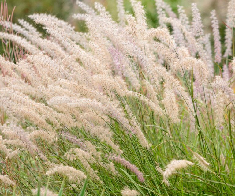 Best plants for around a pool: 10 perfect options | Homes and Gardens