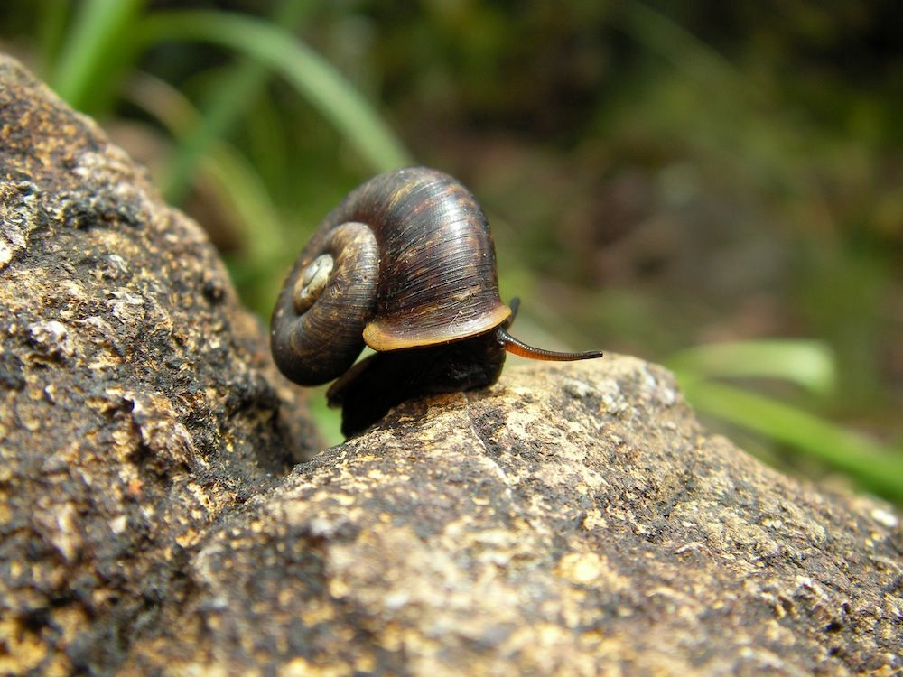 Photos: Gorgeous Neon Malaysian Snails | Live Science