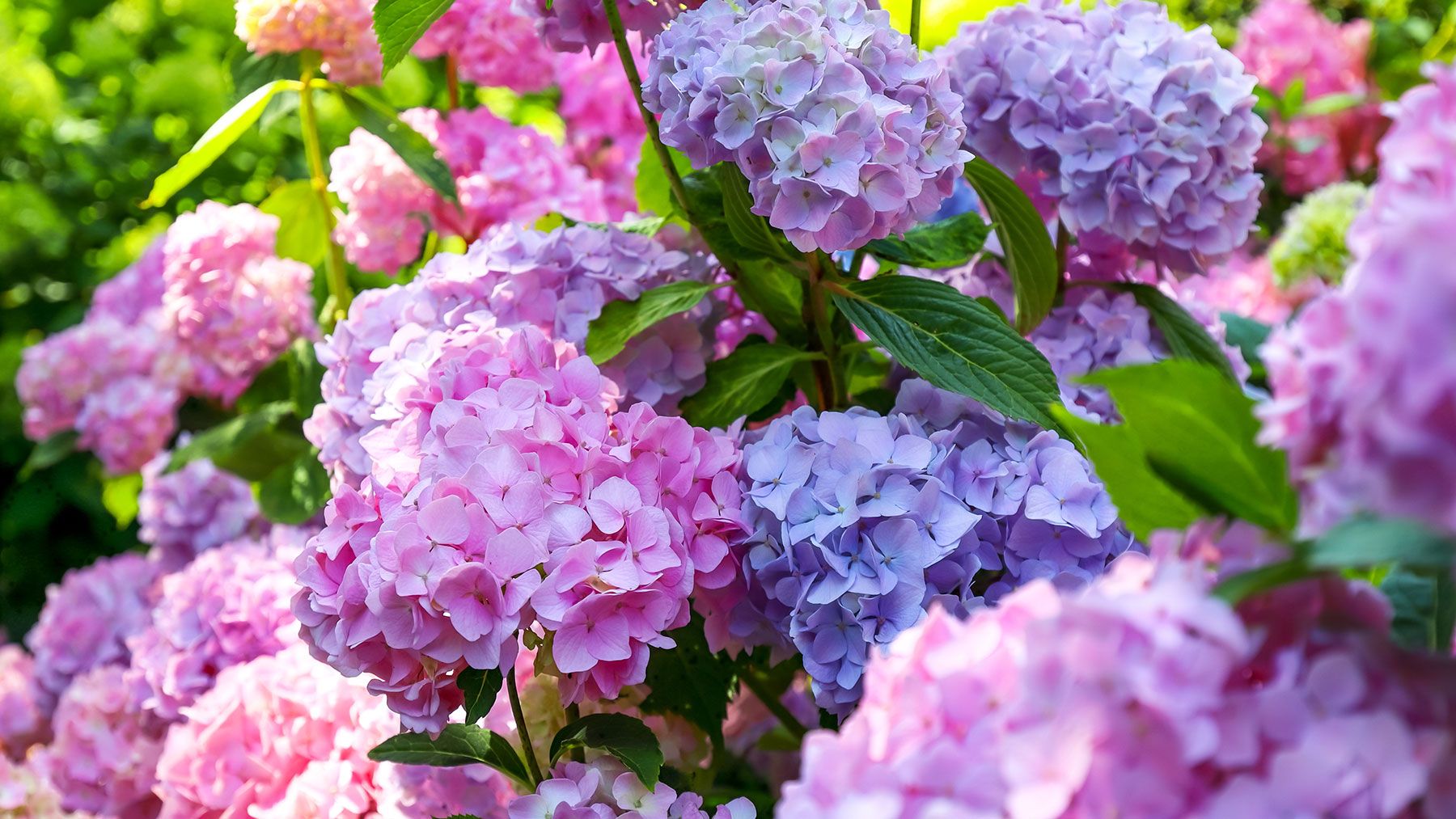 Hydrangea not blooming? Here’s why and how to fix the problem | Tom's Guide
