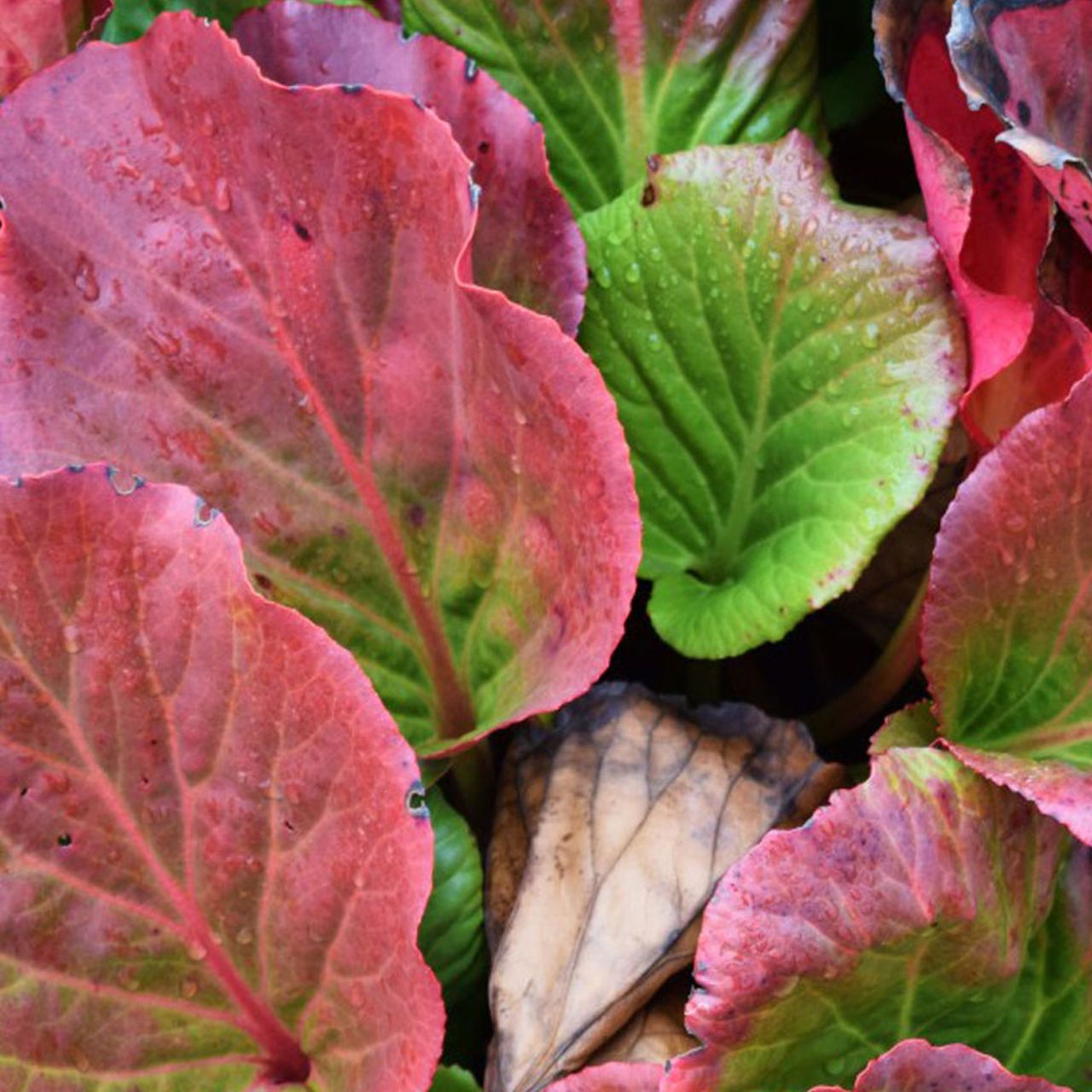 Will ground cover plants stop weeds growing in your garden? | Ideal Home