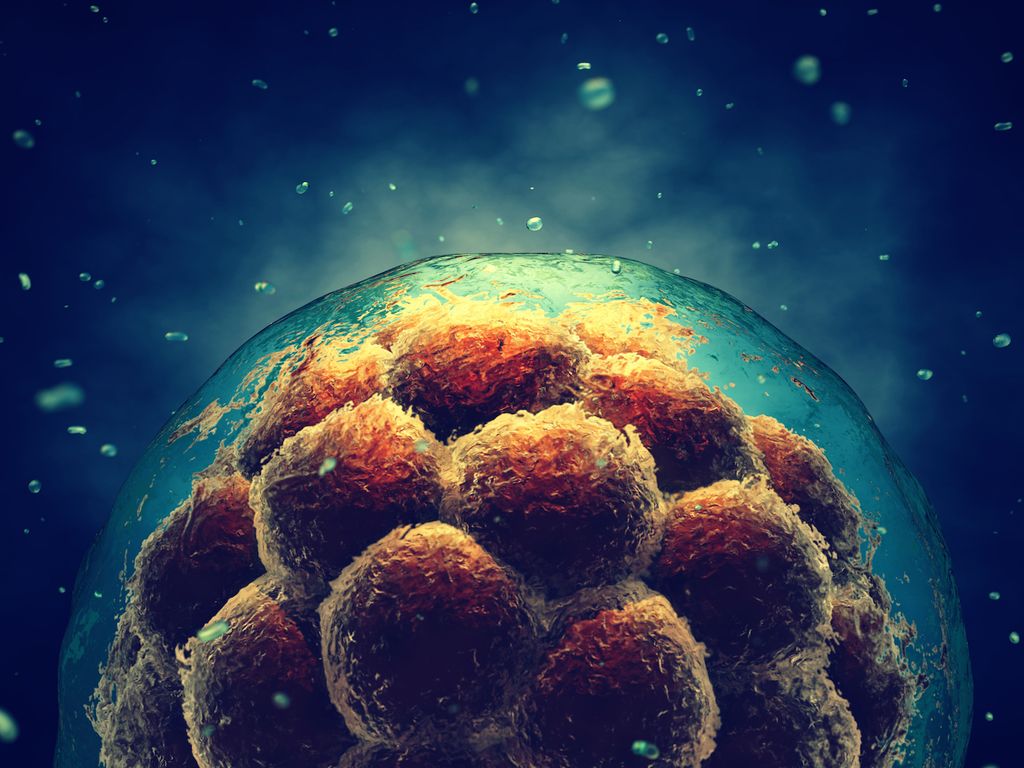 How long can human embryos stay frozen? | Live Science