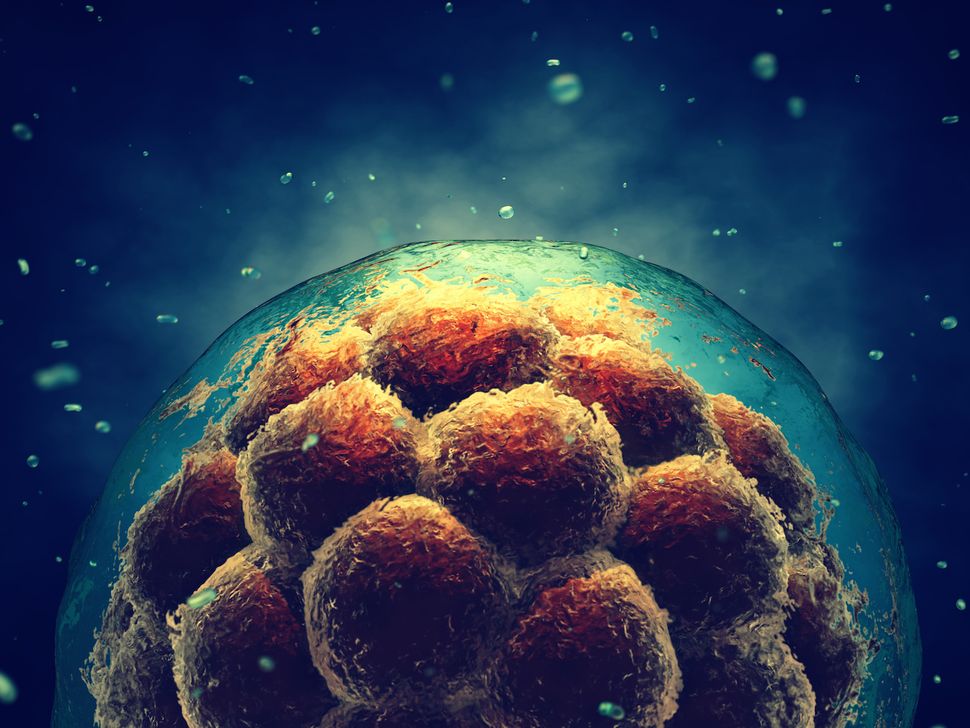 How long can human embryos stay frozen? | Live Science