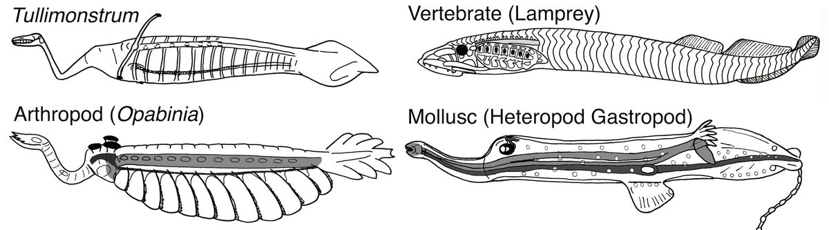 Tully the Spineless Monster? Experts Say Ancient Beast Had No Backbone ...