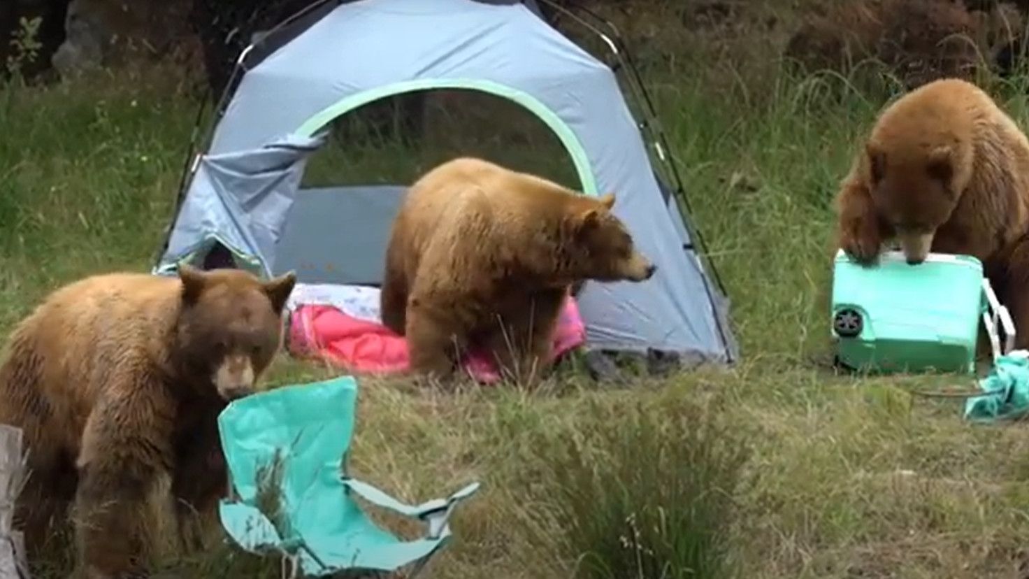 Video shows family of bears tearing unattended campsite to shreds ...