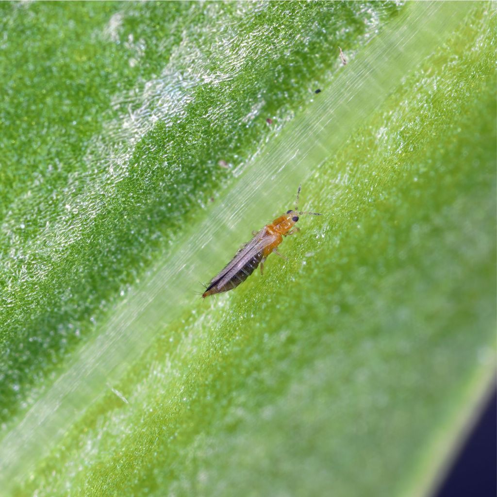 5 simple ways to get rid of thrips in the house and garden | Ideal Home