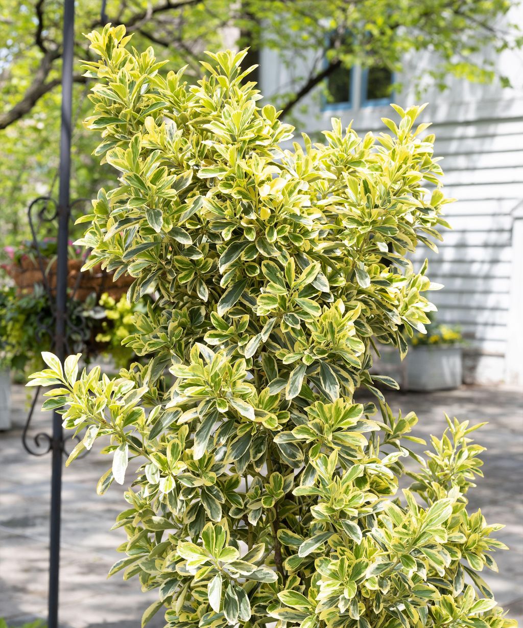 10 of the best euonymus varieties for your yard | Homes and Gardens