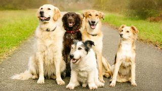 20 pet birthday ideas and ways to celebrate | PetsRadar