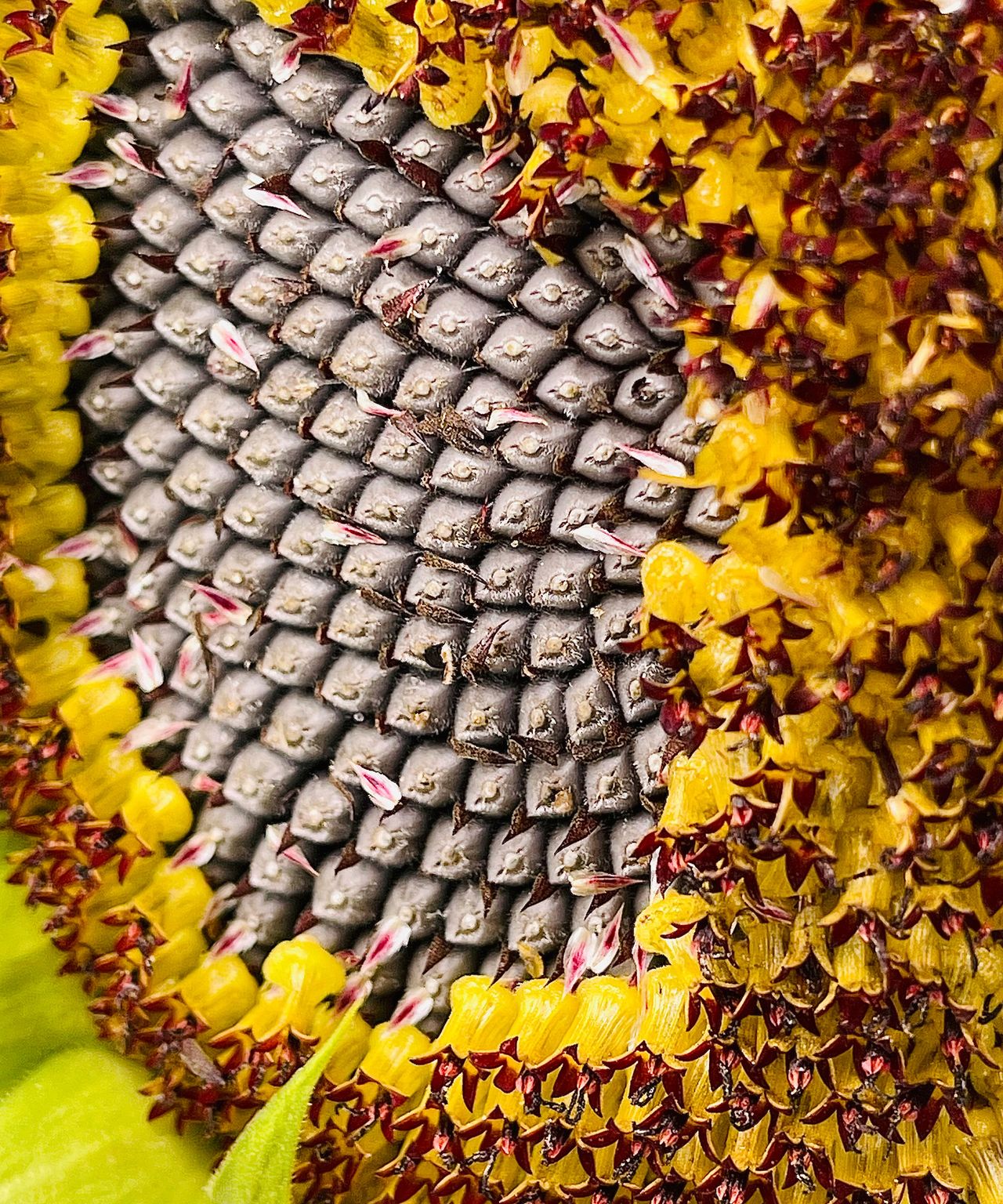 Best edible seeds: 10 nutritious seeding plants to harvest | Homes and ...