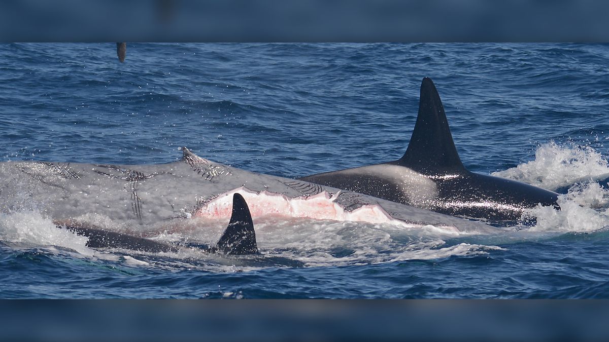 Killer whales spotted for the first time killing blue whales | Live Science