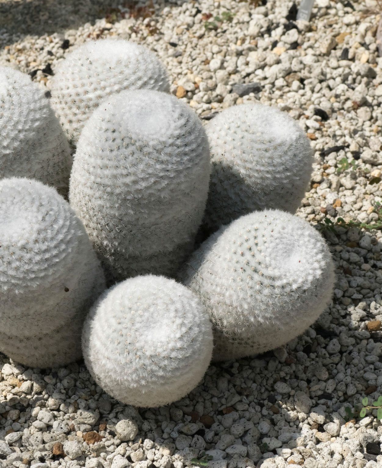 Caring For Mammillaria - How To Grow Powder Puff Plants | Gardening ...