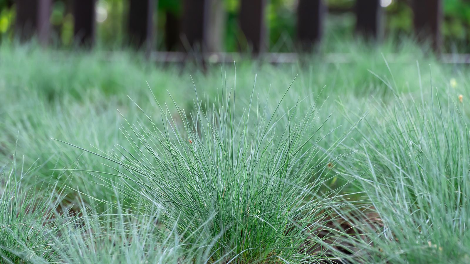 How to grow blue fescue grass: an unusual ground cover | Homes and Gardens