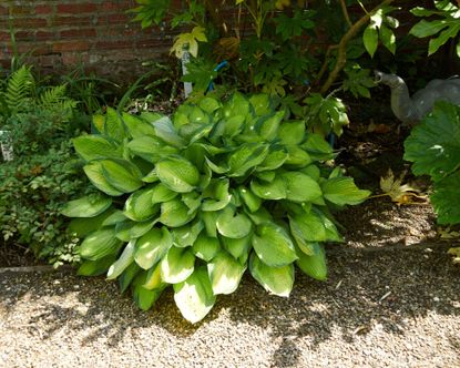 Hostas care and growing guide: tips for these foliage plants | Gardeningetc