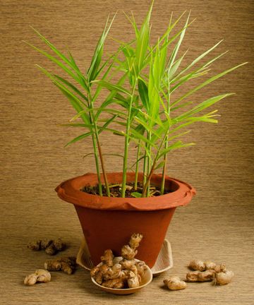 How to grow ginger: expert tips for this cooking ingredient | Gardeningetc
