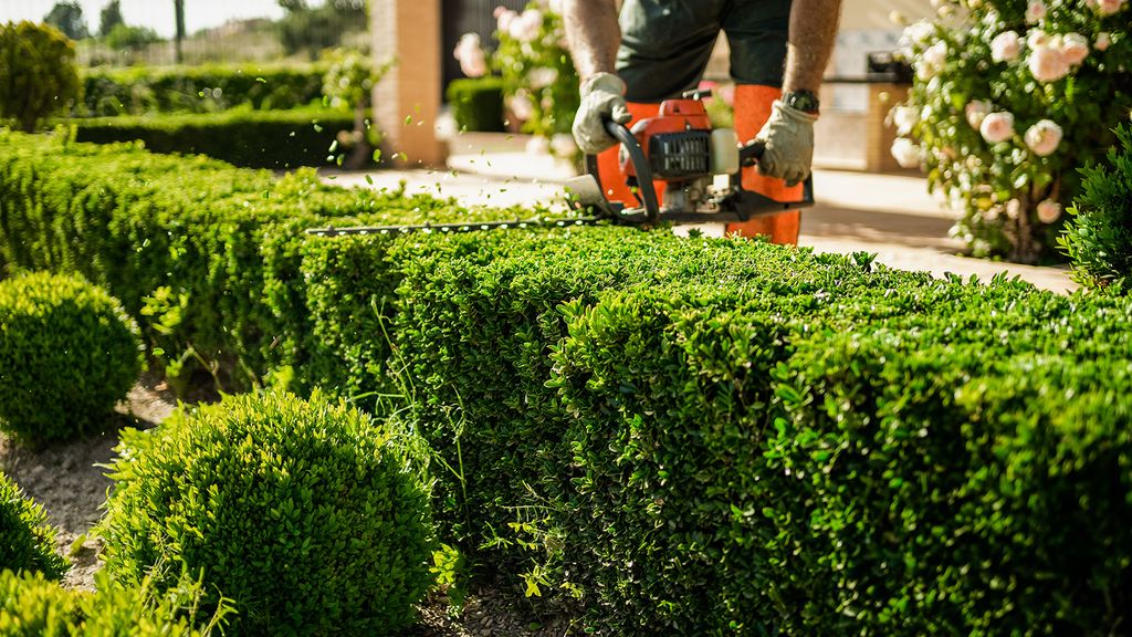 The 7 best plants for neat yet low-maintenance hedges | Tom's Guide