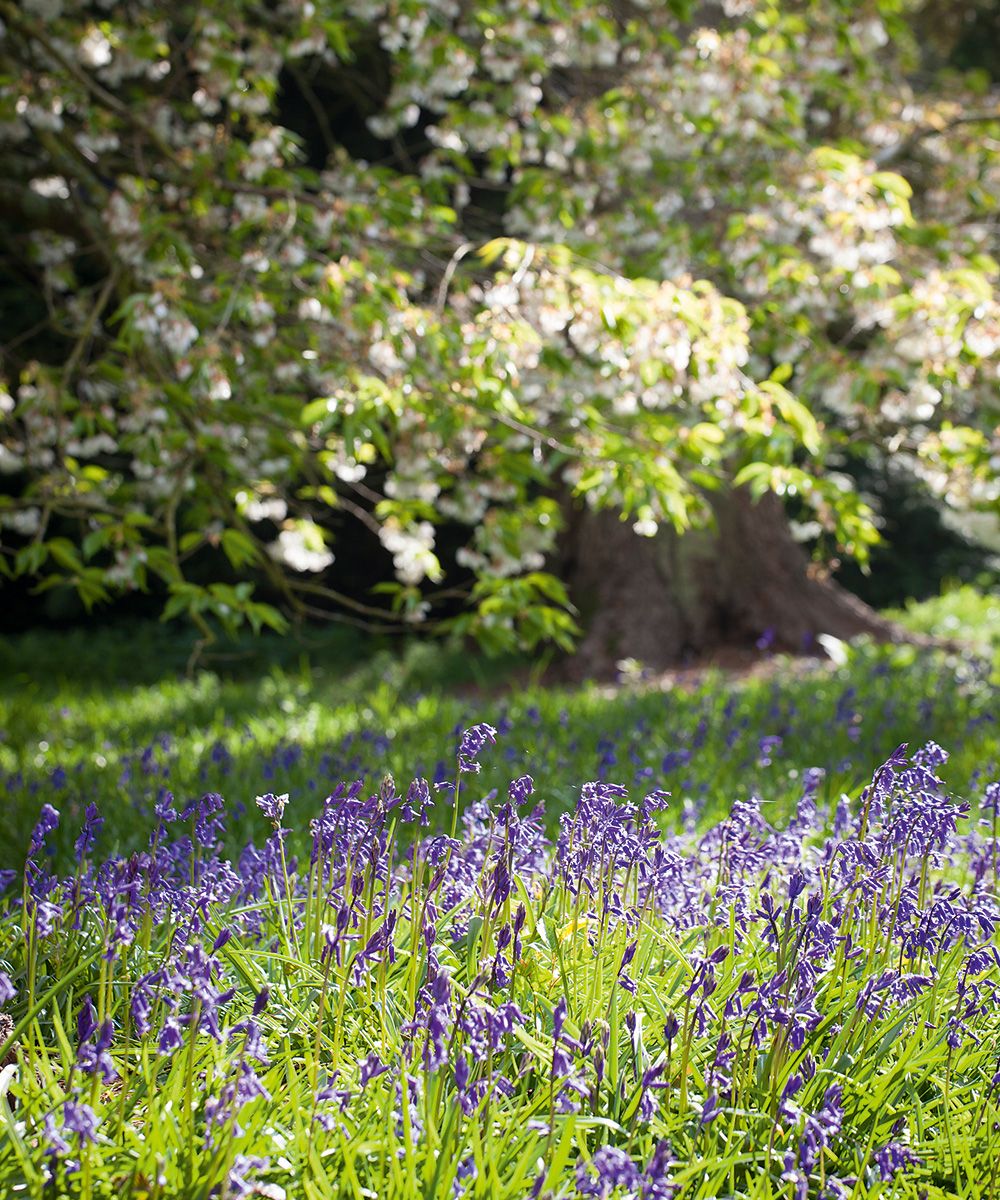 How to grow bluebells | Homes and Gardens