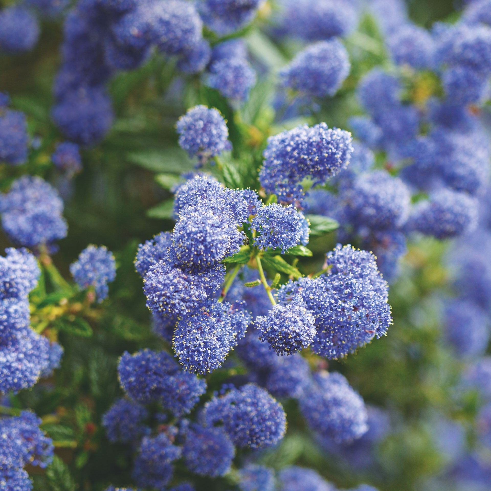 The best shrubs for full sun – unleash their full potential | Ideal Home