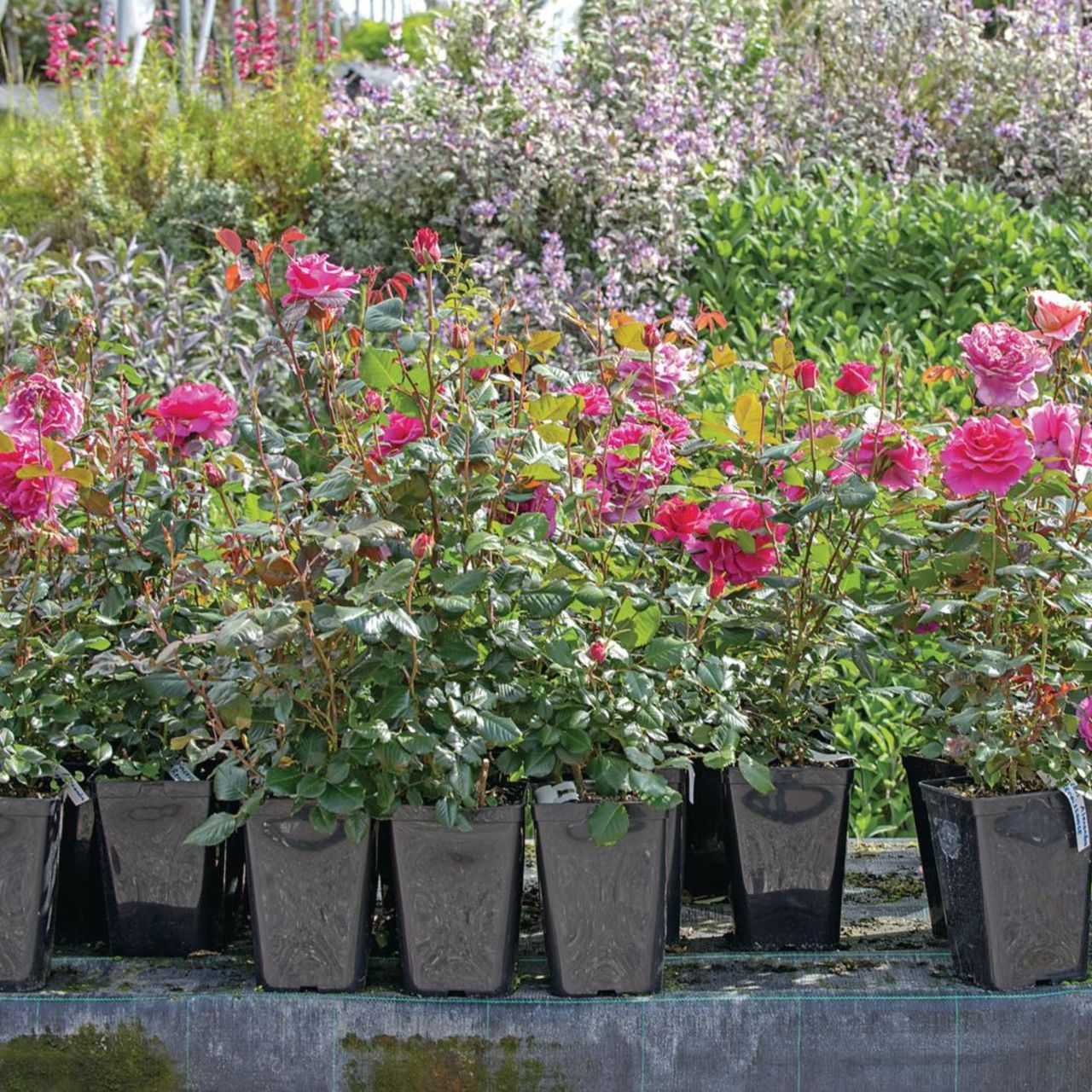 How to grow roses - an expert guide to perfect blooms | Ideal Home