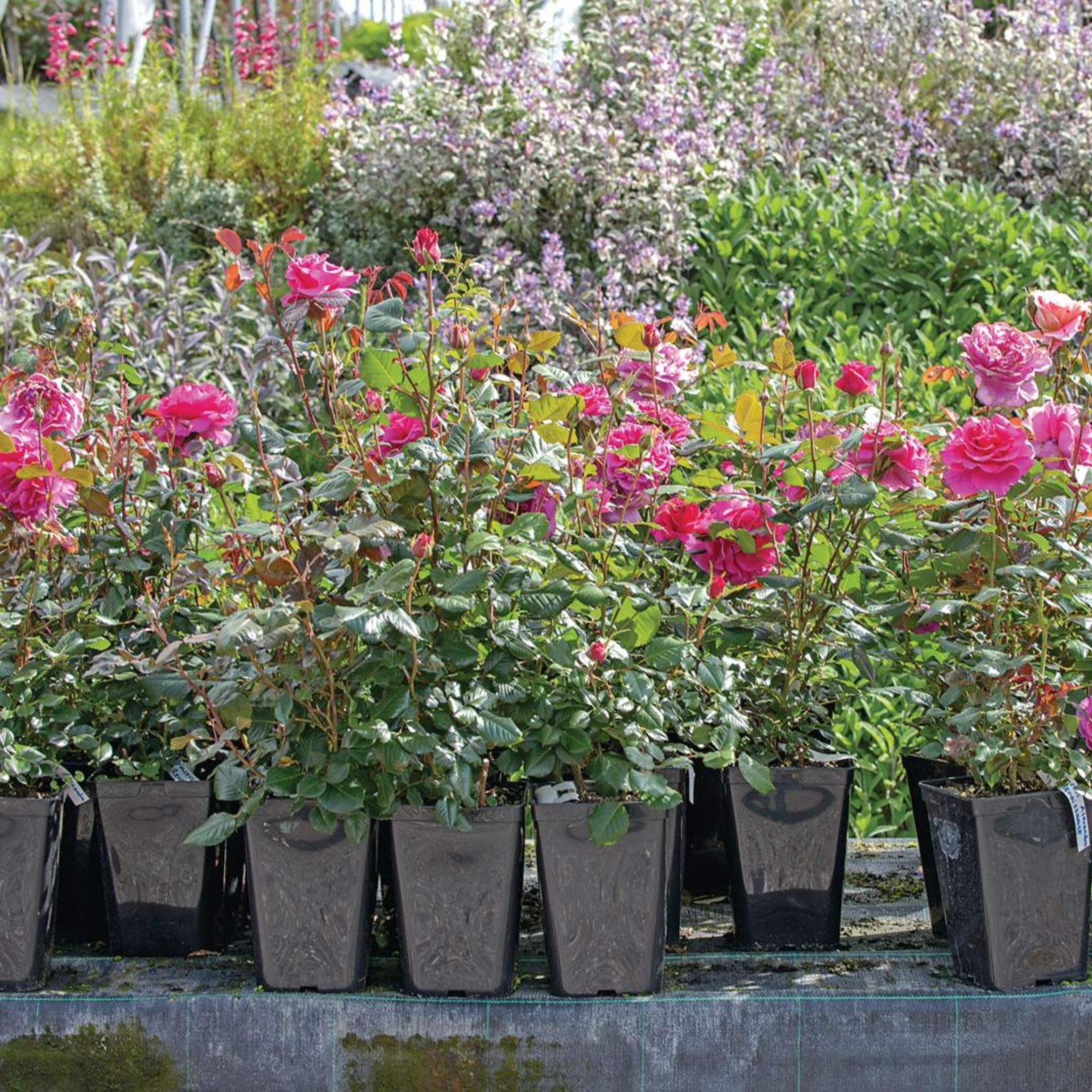 Should you fertilise roses? Your expert guide to rose feed | Ideal Home
