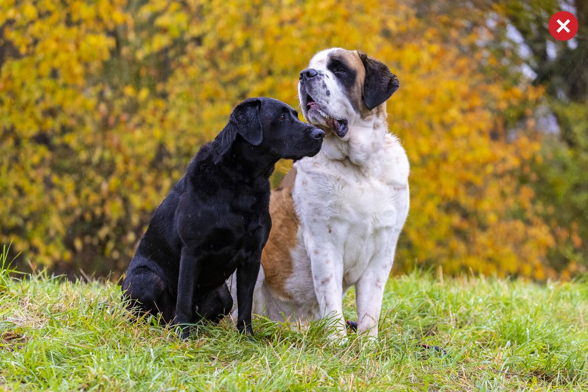 10 pro photo tips for perfect pet portraits at home and outdoors ...