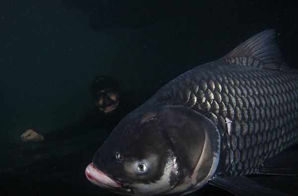 Photos of the Largest Fish on Earth | Live Science