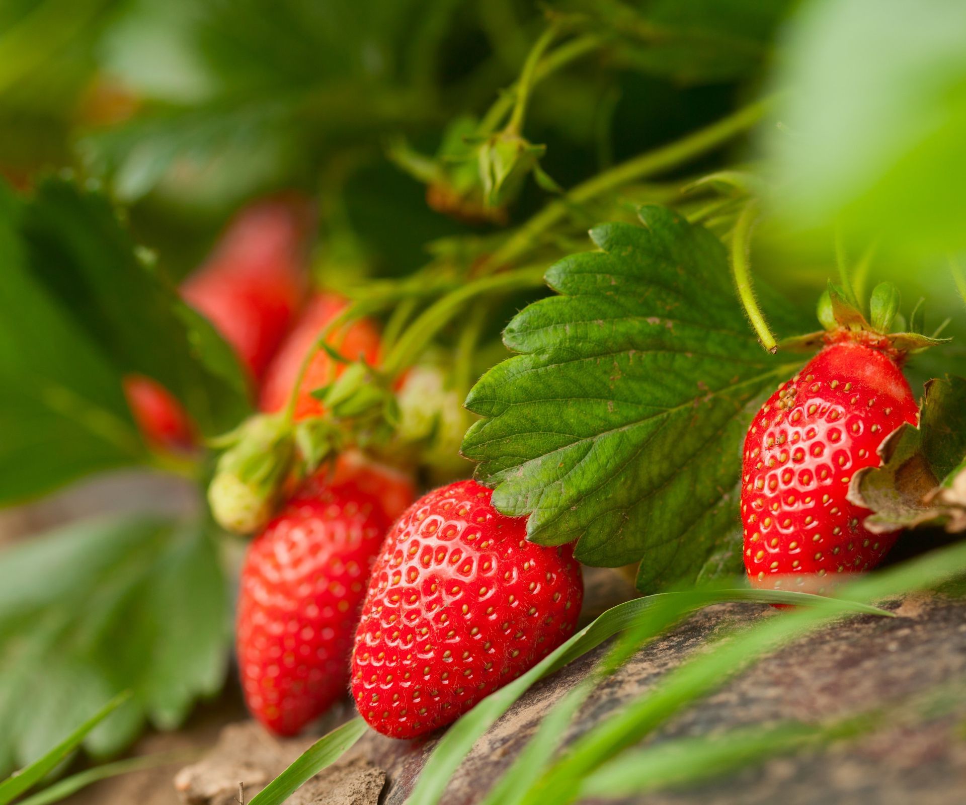 How to grow bigger strawberries: expert tips for big fruits | Homes and ...