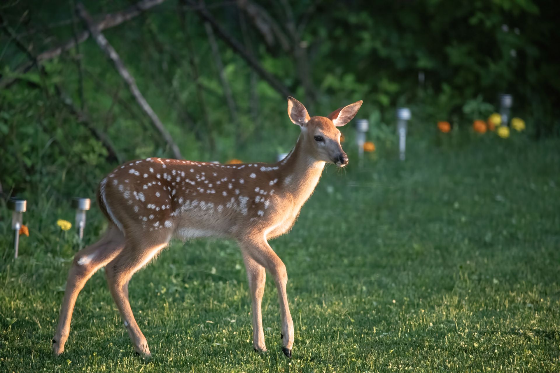Do Deer Eat Peonies? They Shouldn’t...But They Might | Gardening Know How