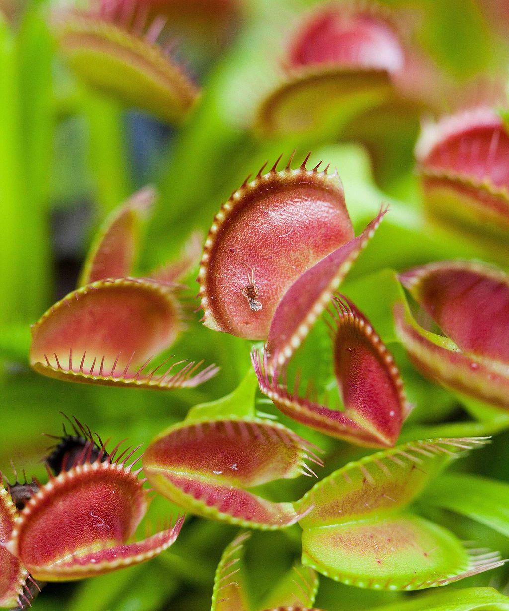 How to propagate a Venus flytrap: three easy methods | Homes and Gardens