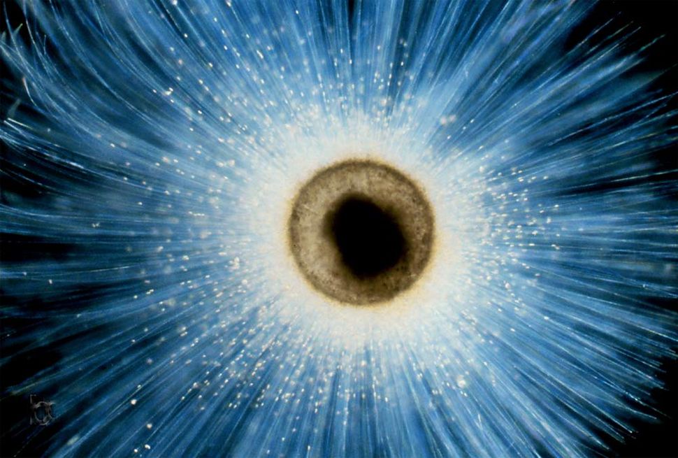 Magnificent Microphotography: 50 Tiny Wonders: Page 4 | Live Science