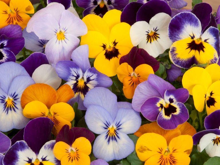 10 Unusual Pansies: Growing Different Varieties Of Pansies | Gardening ...