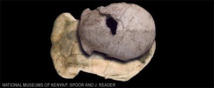 Fossils Could Force Rethink of Human Evolution | Live Science