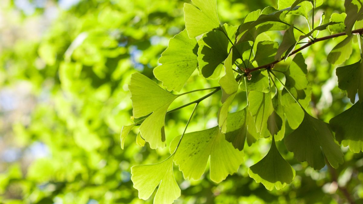 How to grow a ginkgo tree: expert advice from a gardener | Homes and ...