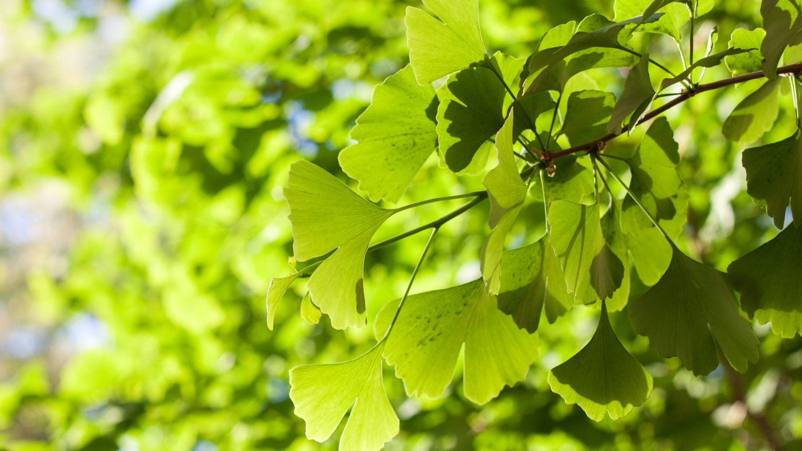 How to grow a ginkgo tree: expert advice from a gardener | Homes and ...