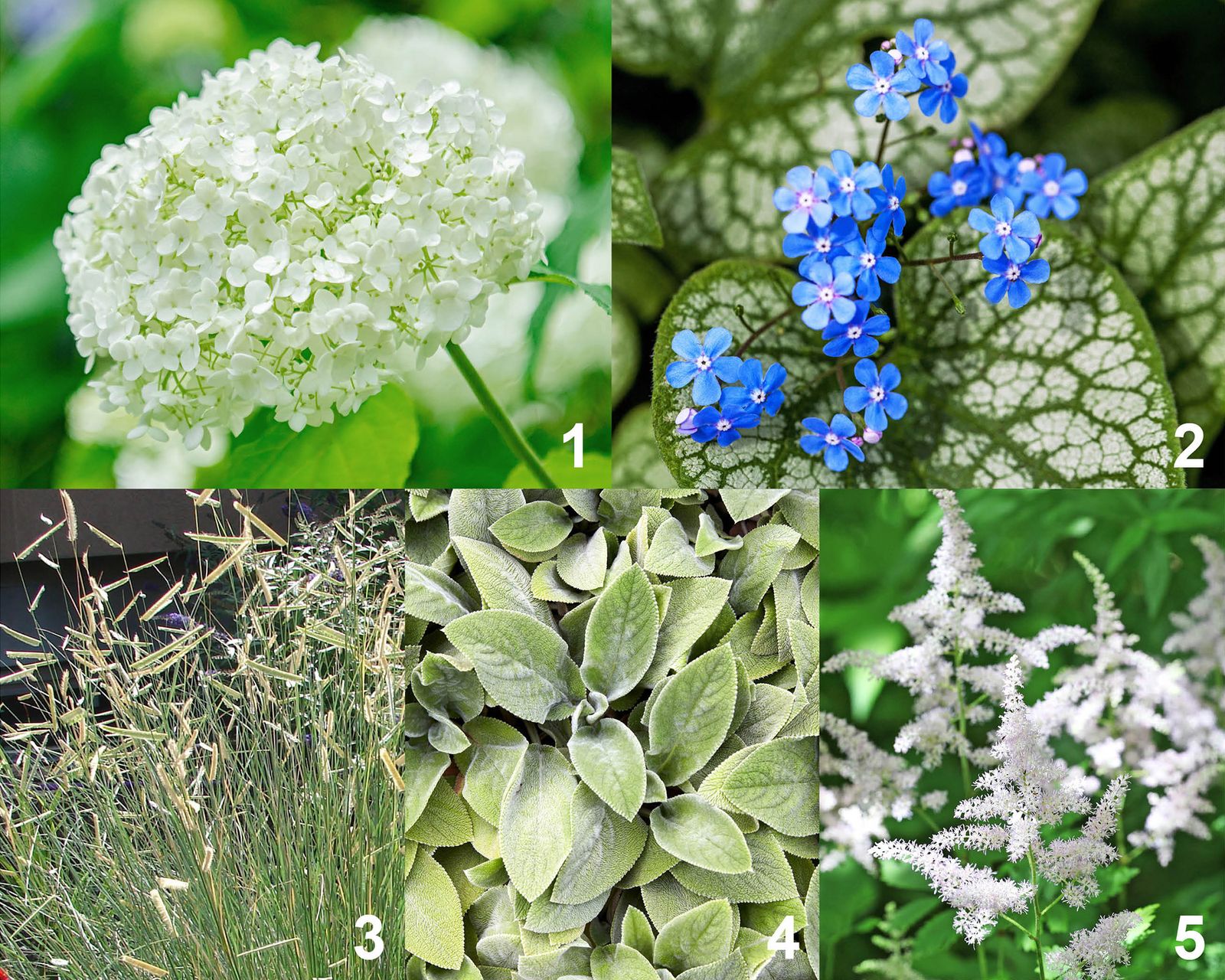 Moon Garden Plant Palettes: 5 Designs For Pots And Borders | Gardening ...