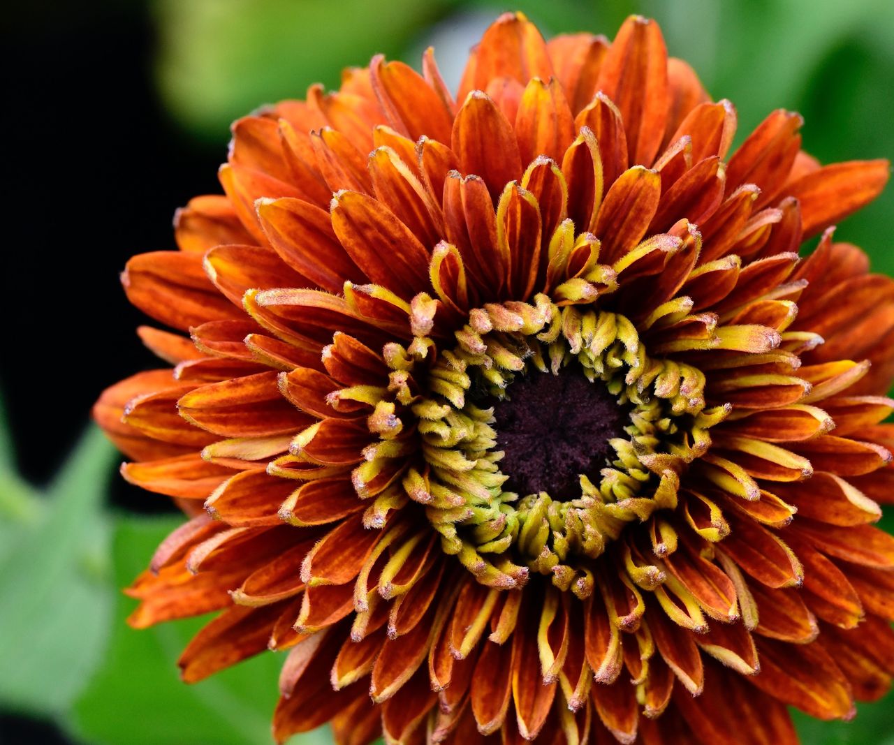 Best rudbeckias: expert advice for sensational native blooms | Homes ...