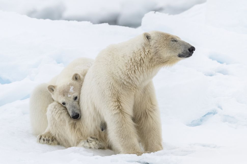 Best BBC documentaries — the must-see features on iPlayer | What to Watch