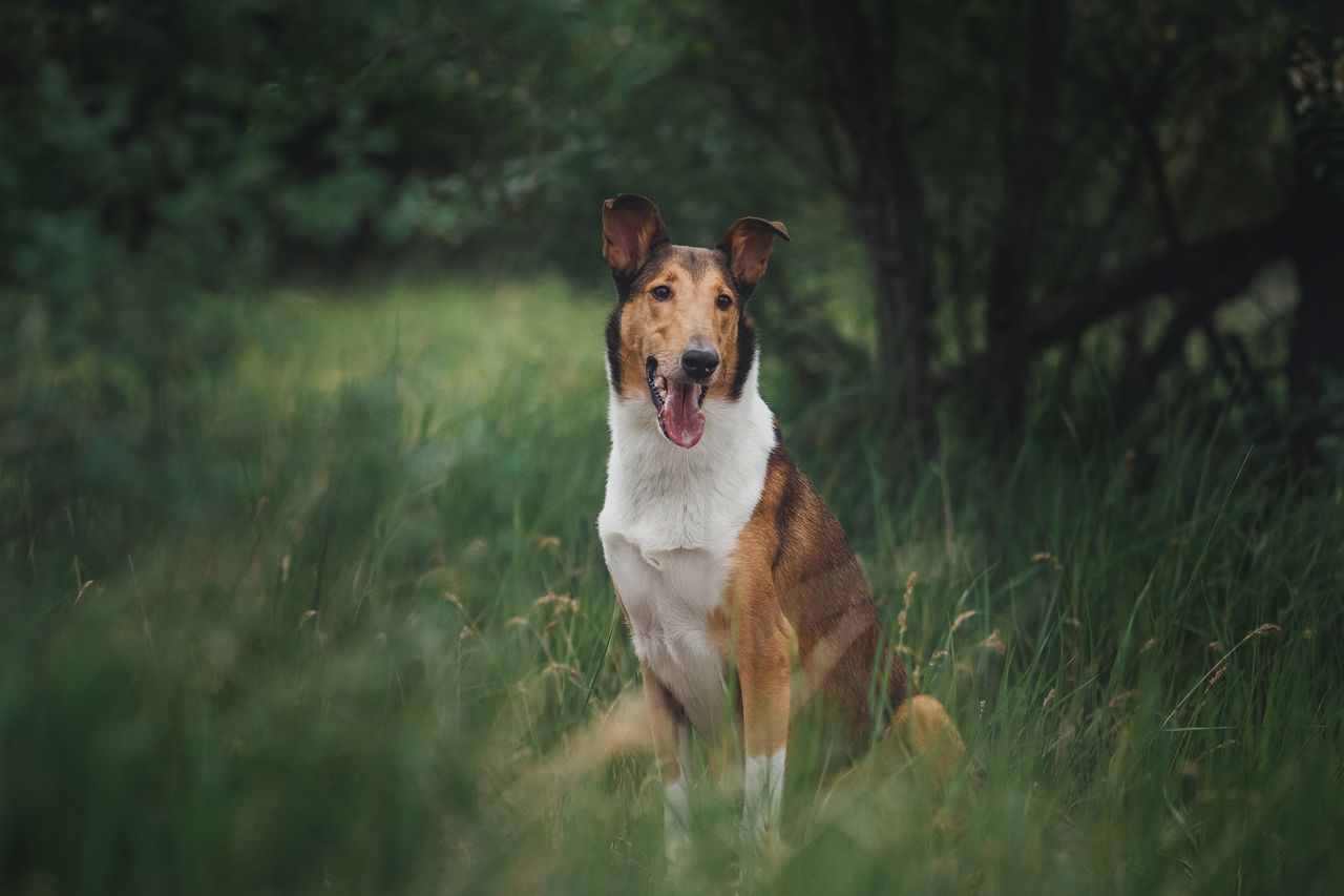 The smooth collie: A working breed with beauty and brains | Country Life