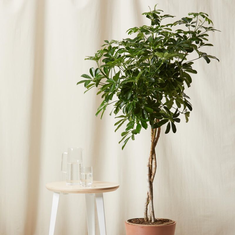 How to care for an umbrella plant: Expert advice | Homes and Gardens