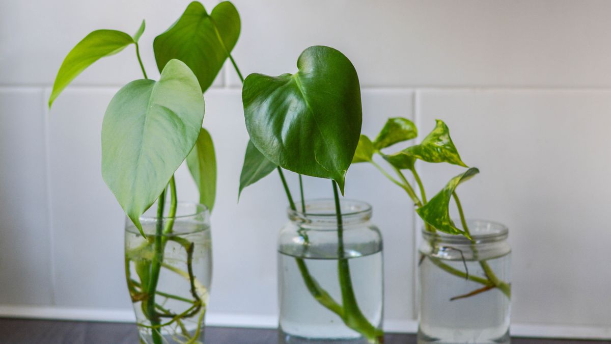 7 houseplants you can grow without soil | Tom's Guide