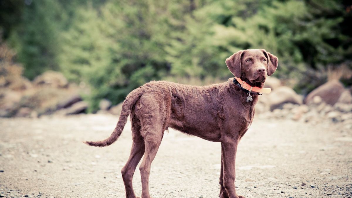 32 super cool dog breeds from the United States | PetsRadar