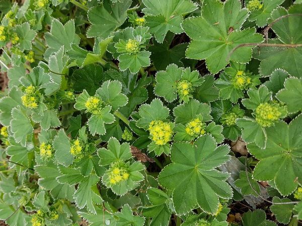 Lady's Mantle Plant: Growing And Caring For Lady's Mantle | Gardening ...