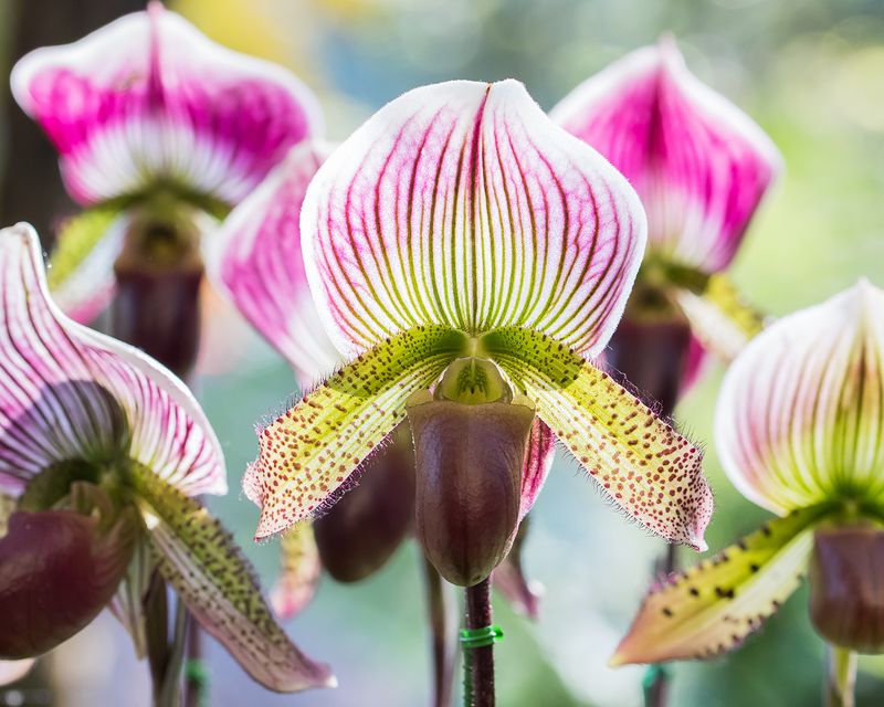 Tips & Information about Orchids | Gardening Know How