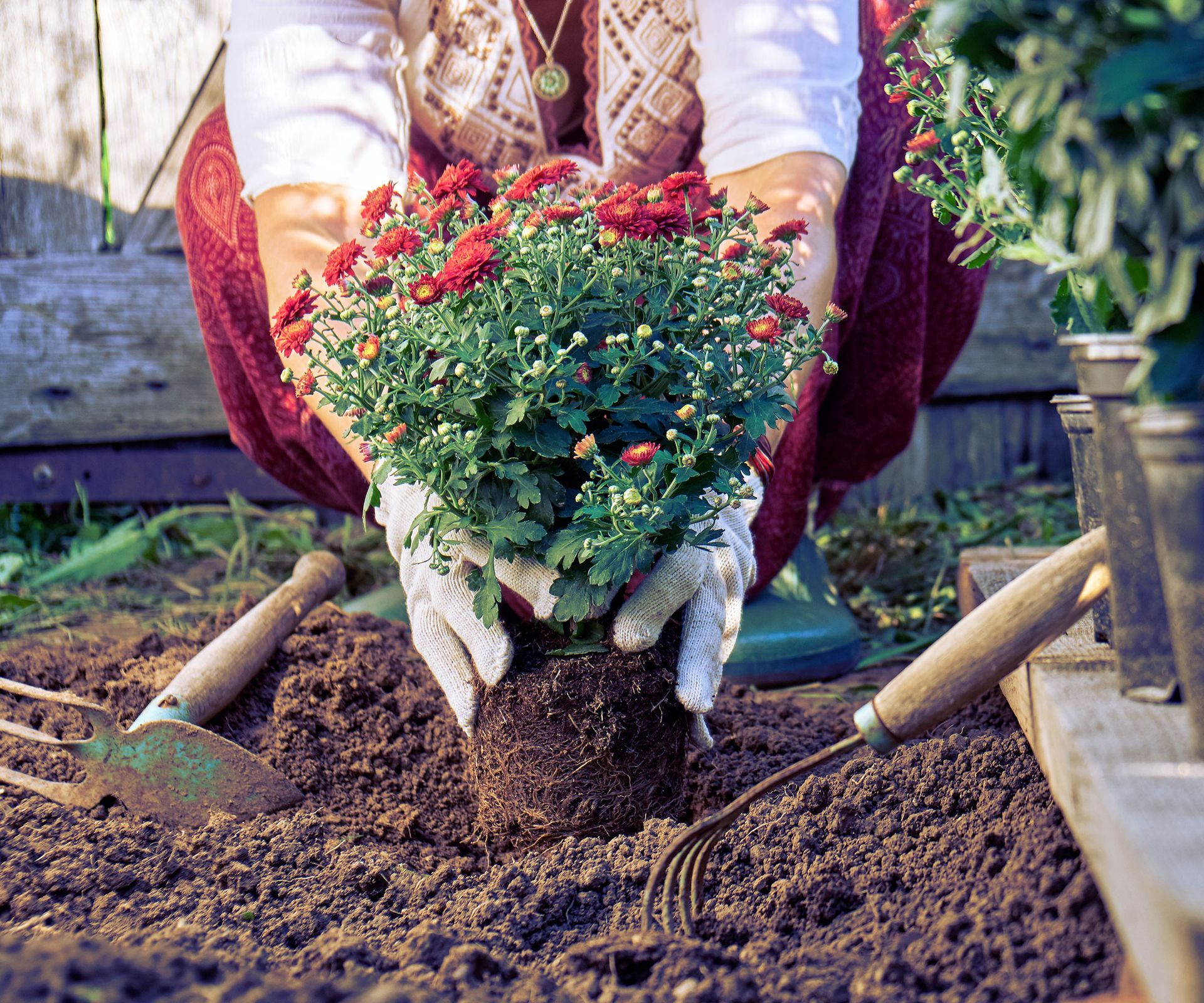 How Long Do Mums Last? Here's How To Extend Blooming Time | Gardening ...