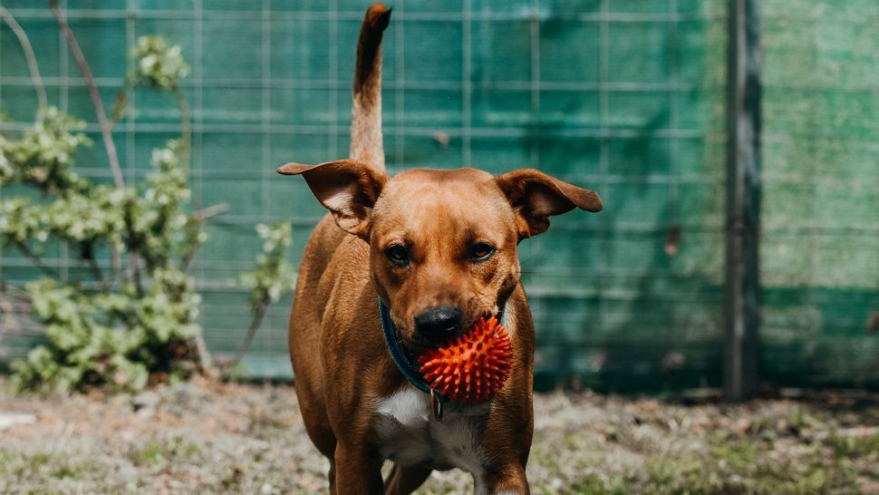 32 funny things dogs do | PetsRadar