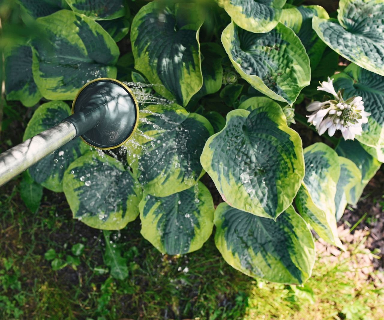 Use Garlic For Slugs: Genius Trick For Keeping Slugs At Bay | Gardening ...