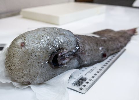 These Freakish Creatures Were Not Meant to See the Light of Day | Live ...