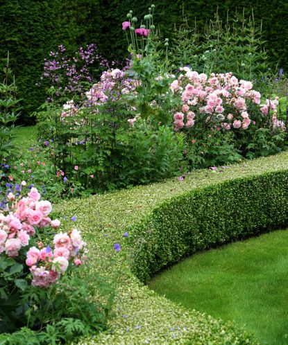 Designing a rose garden: for naturalistic and formal schemes | Homes ...