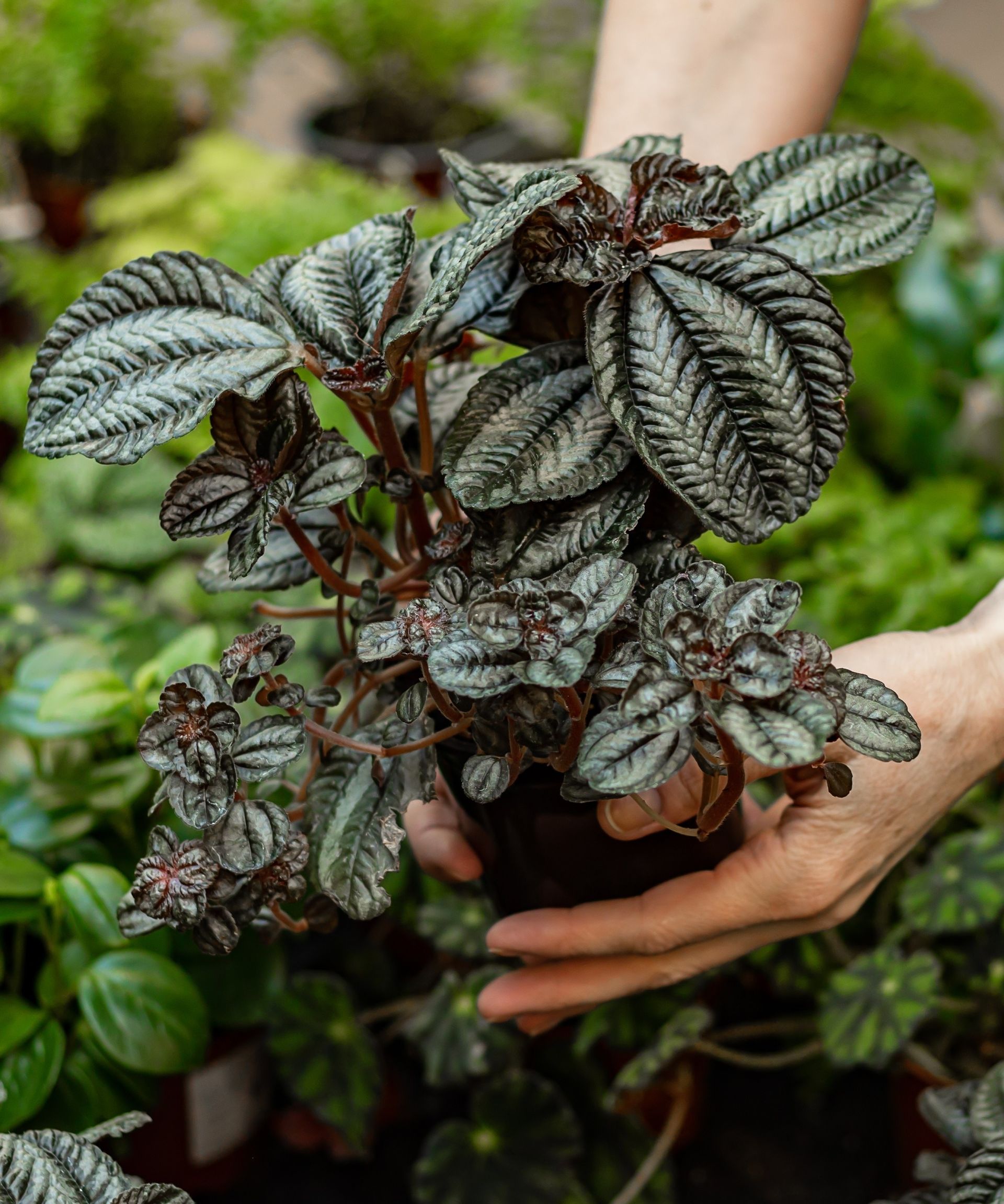How to create a foliage border for year-round interest | Homes and Gardens