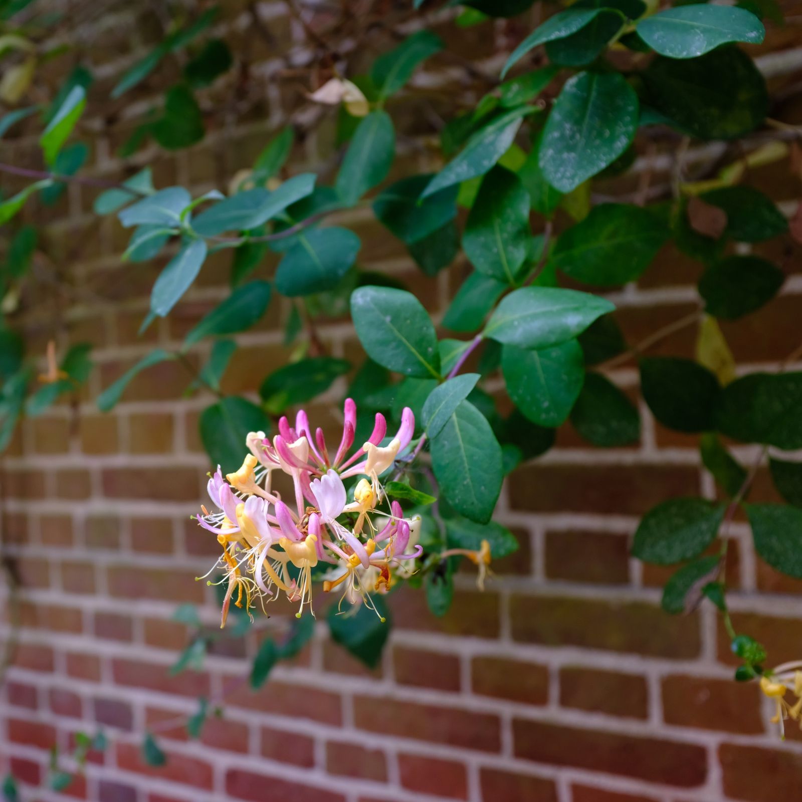 How to grow honeysuckle for stunning, fragrant blooms | Ideal Home