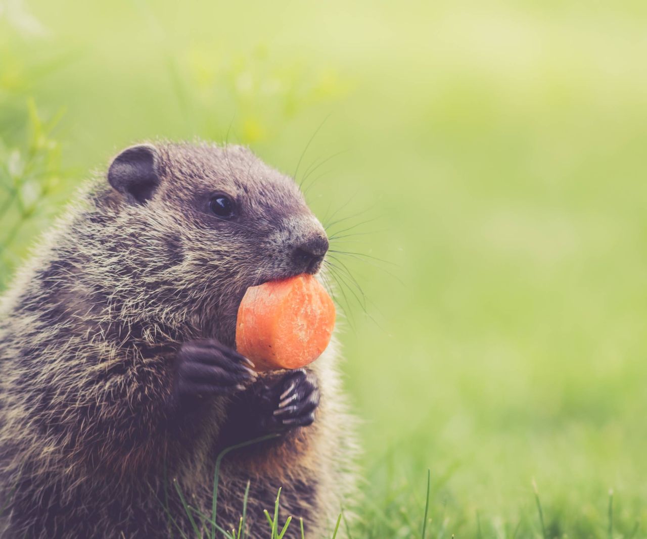 What Is Groundhog Day? Celebrate Groundhogs In Your Garden | Gardening ...